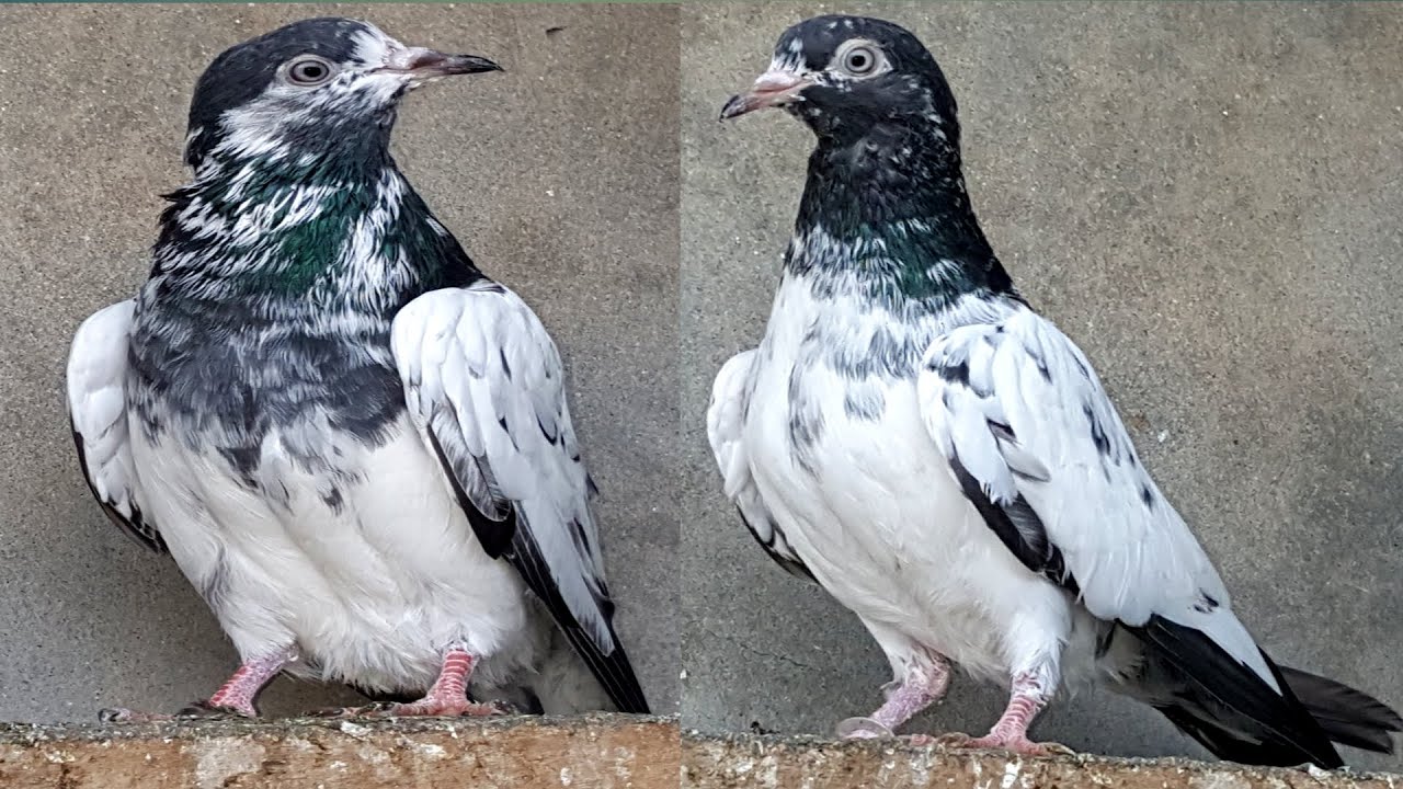 Teddy pigeon baby || NADEEM AMIN - YouTube