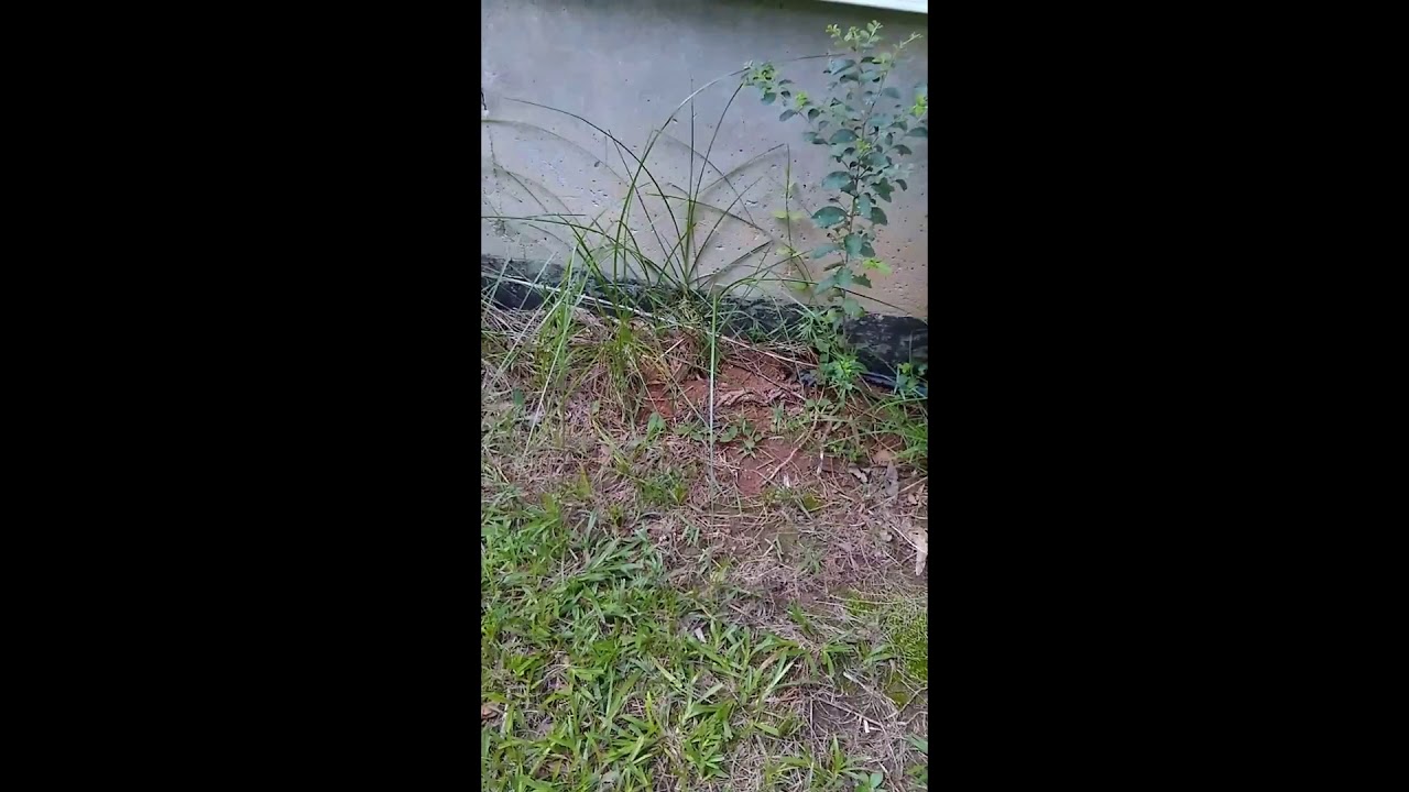 Bye bye Bees.... - YouTube