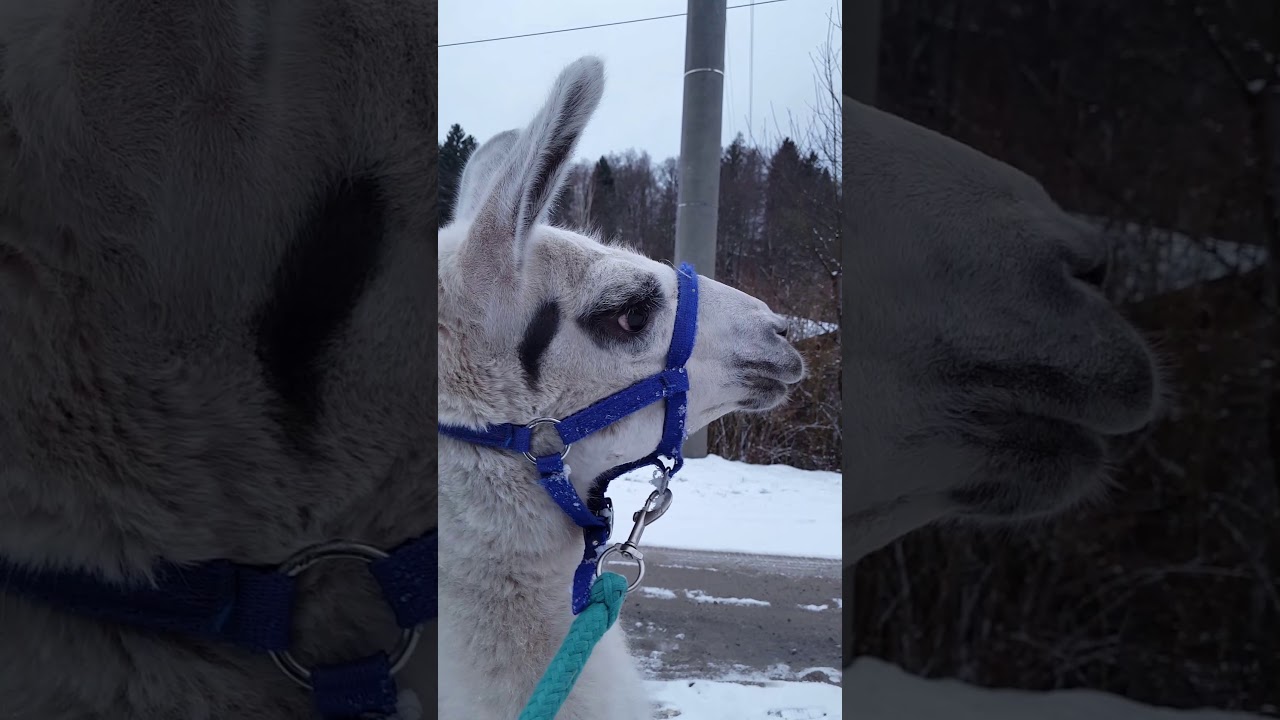 Lama Geräusch - YouTube