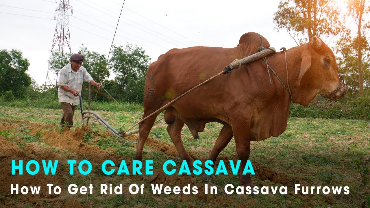 #21 How To Get Rid Of Weeds In Cassava Furrows - YouTube