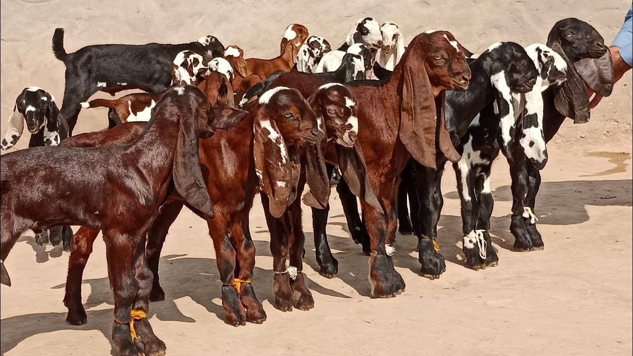 Mashallah pure betal cute bachay 03135363101 Altaf goat farm - YouTube