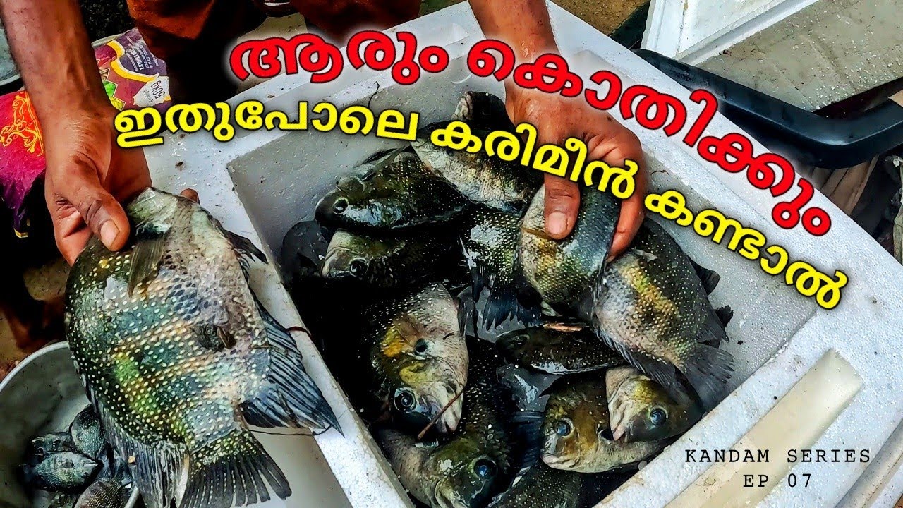 ഈ കണ്ടത്തിൽ എവിടെ വല ഇട്ടാലും കരിമീൻ മാത്രം💥 | traditional fishing ...