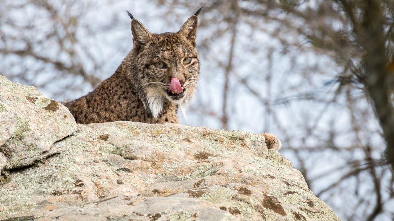 FAUNA EUROPEA: Diversidad ANIMAL En Un Tesoro NATURAL - YouTube