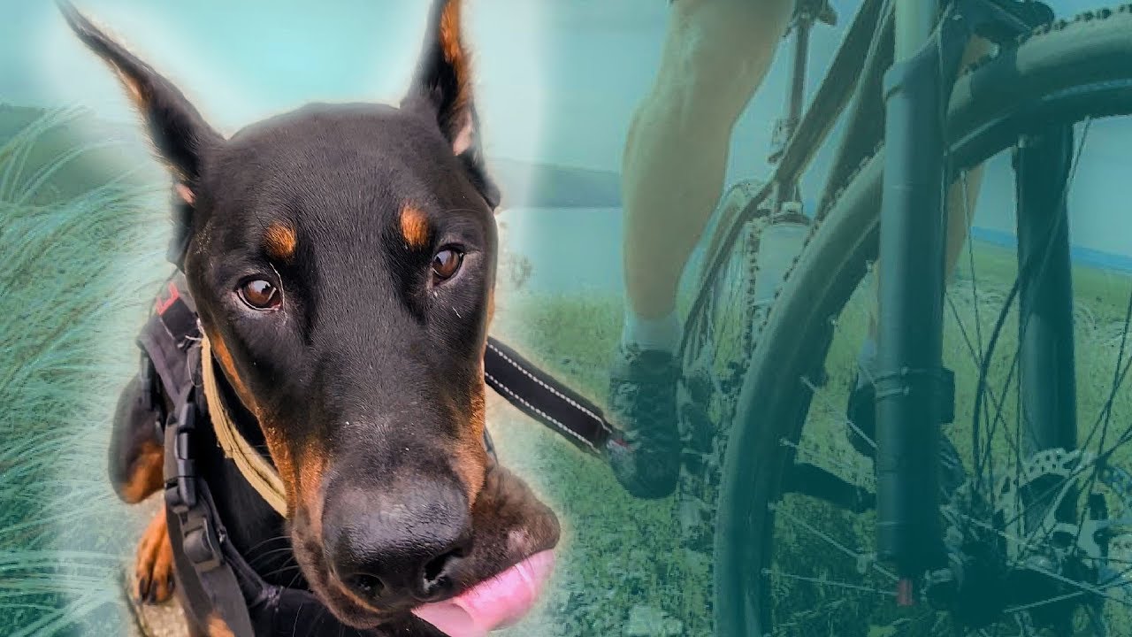 Doberman Running With Bike!😂 GoPro 2019 vlog - YouTube