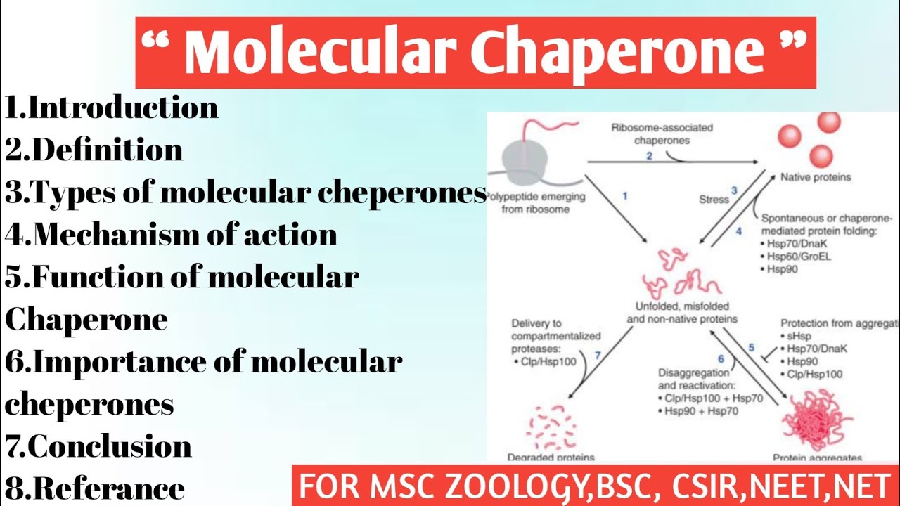 Molecular Chaperone | Types of molecular cheperones | Machanism ...