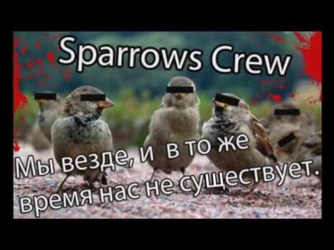 Sparrows Crew - YouTube