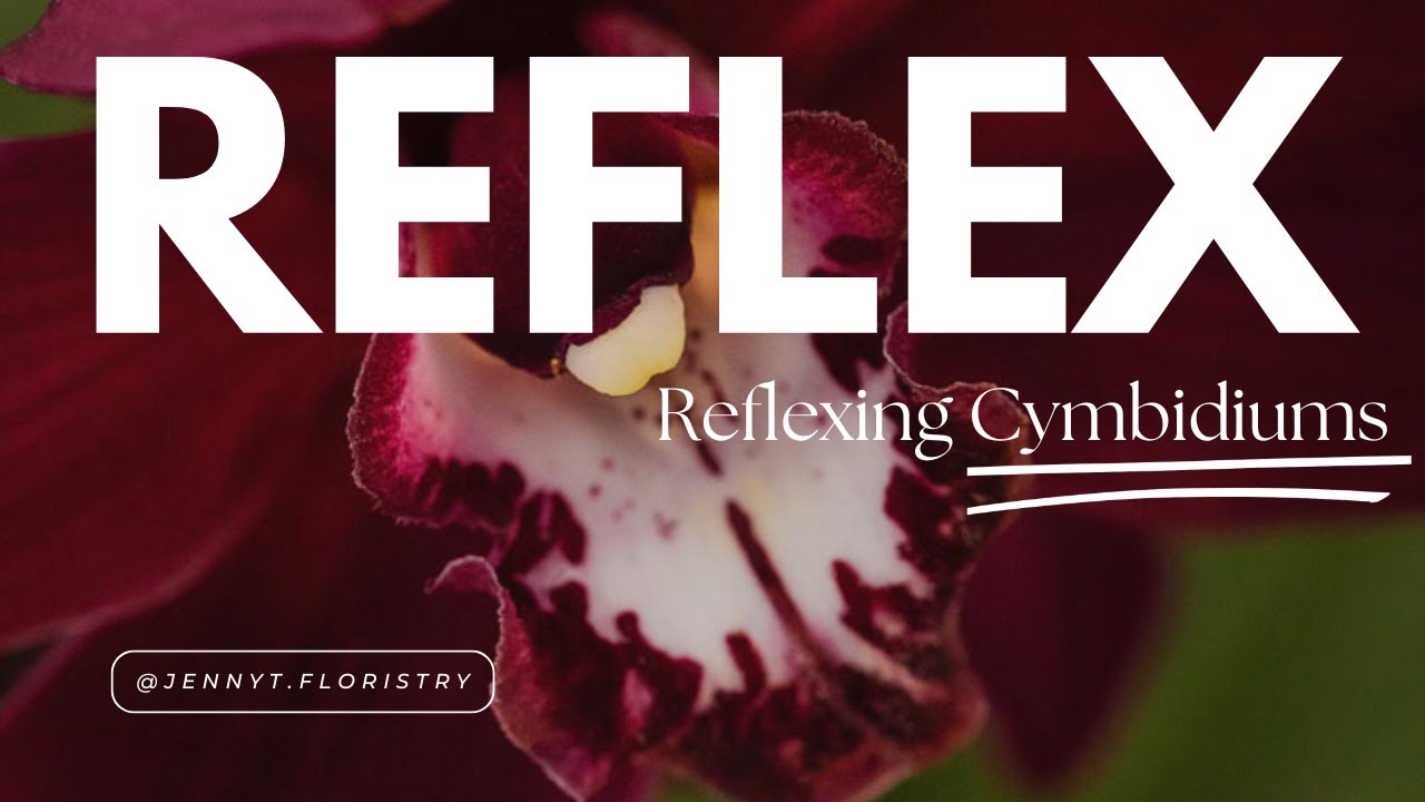 Reflexing Flowers: Cymbidiums - YouTube