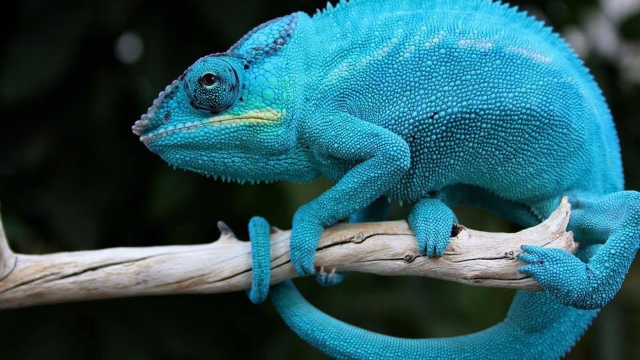Chamelion - the most beautiful lizard on the planet - YouTube