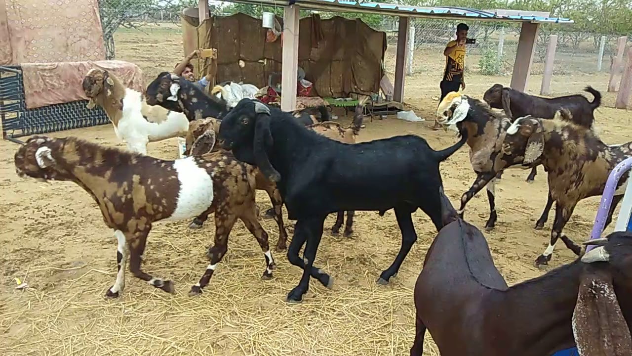 lucky goat farm Pushkar (7891847890)* *Off:🏠- village ajmer Road ...