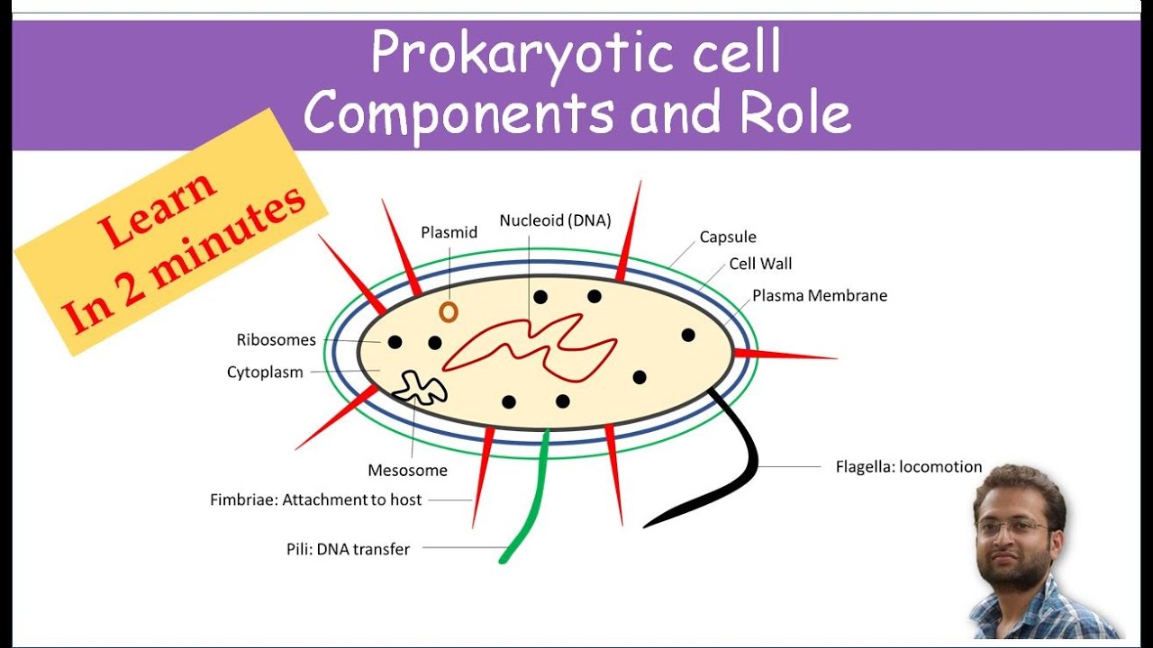 Prokaryotic cell: Components (Parts) and their role in short. - YouTube