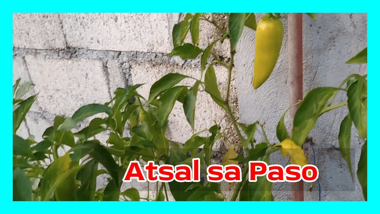 Atsal sa Paso in the Philippines Techniques - YouTube