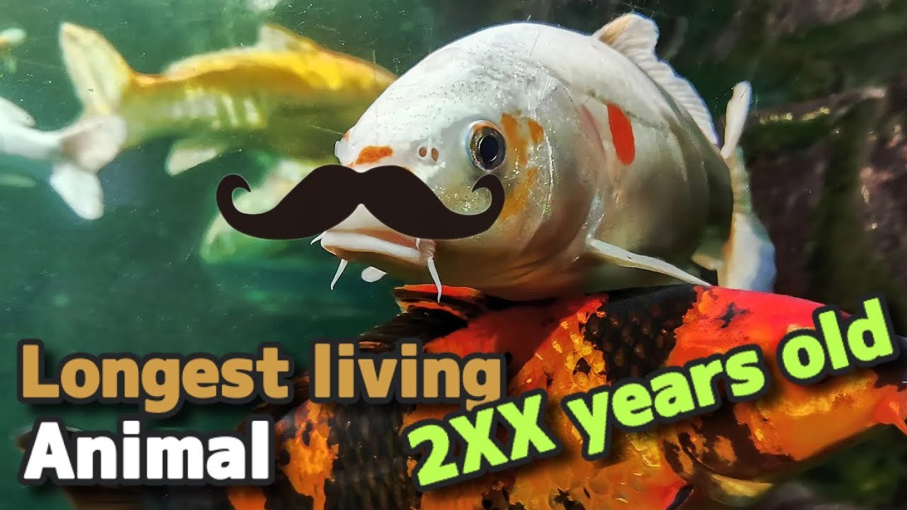 Top 10 Longest-Living Animals on Earth: a koi fish can live longer than ...