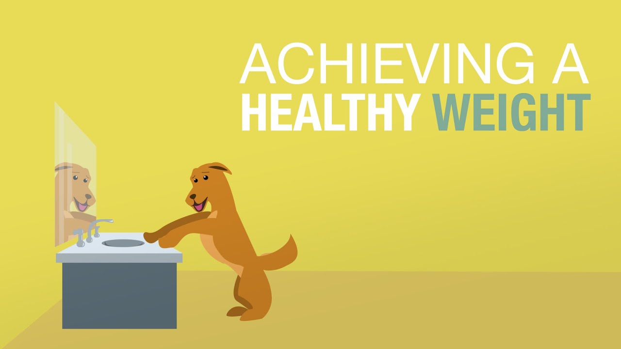 Maintaining a Healthy Weight for your Pet // Animal Hospitals of the ...