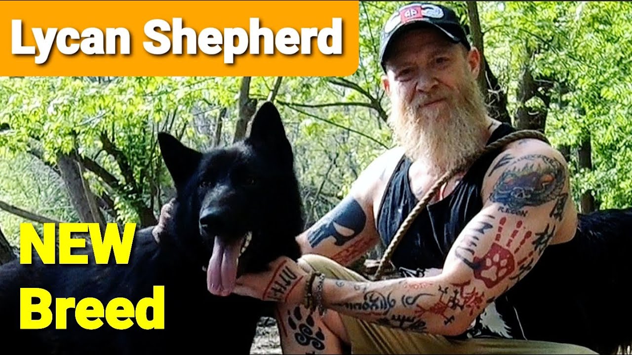 Lycan Shepherd - NEW Developing Breed - YouTube