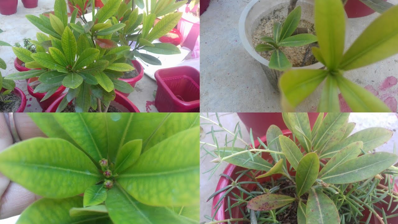 First Love Plant Care Tips And Winter preparation ll🌱🌺🌻 - YouTube
