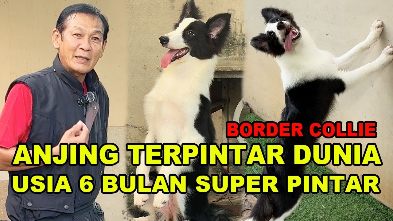 Anjing Terpintar Dunia Baru 6 Bulan Sudah Jago Banget - Border Collie ...