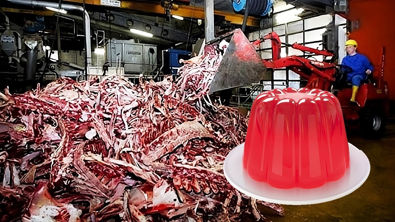 How Instant GELATIN Is Made in the Factory 🍮 - YouTube