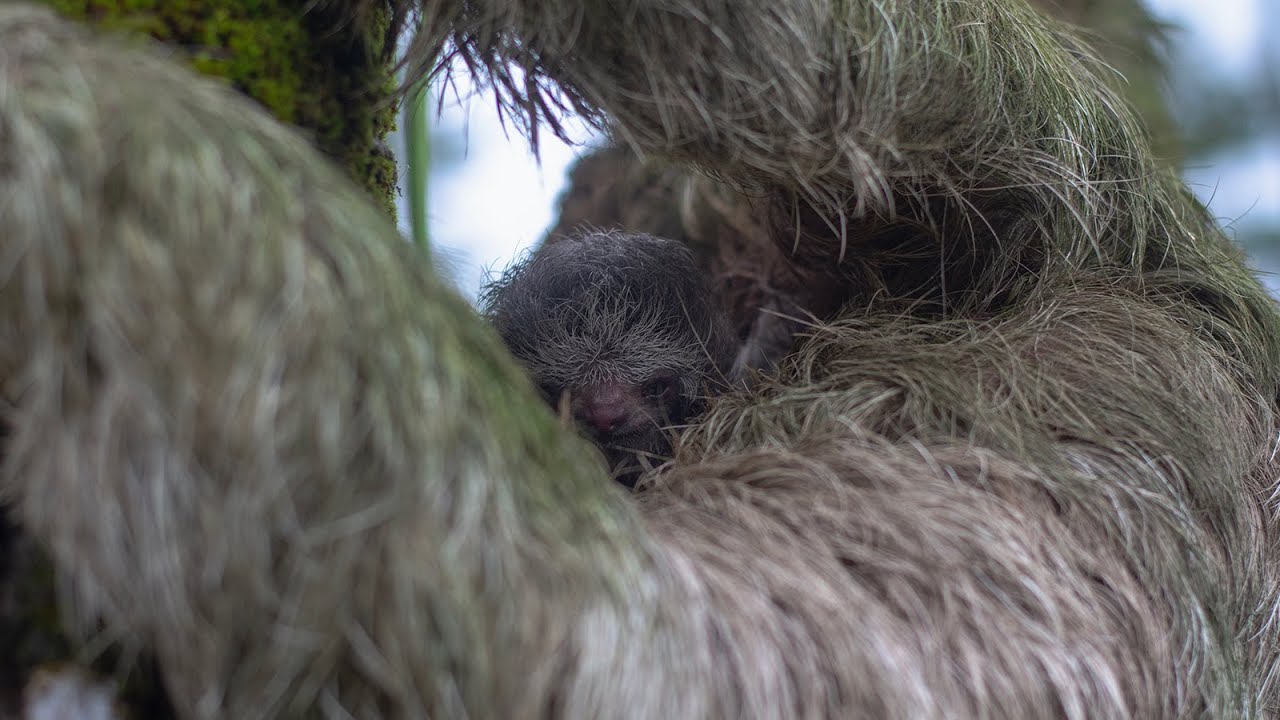 Sloth center - baby and mom - YouTube