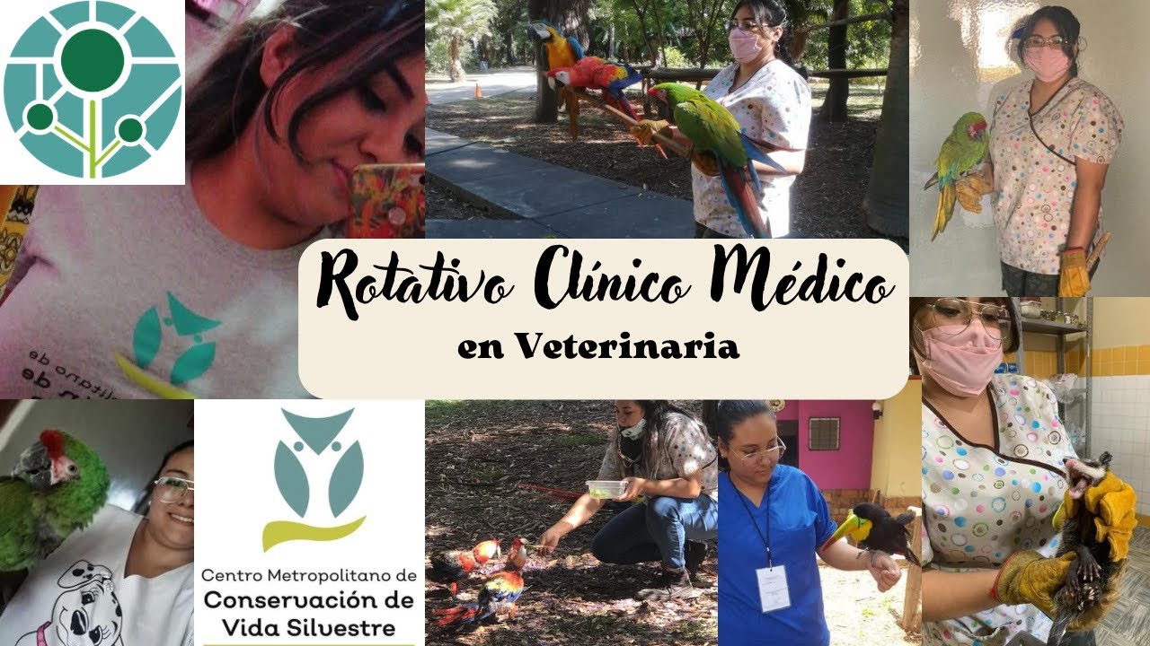 💚ASÍ fue REALIZAR mi ROTATIVO en FAUNA SILVESTRE 🦉🦎🦜|| NUEVO PLAN DE ...
