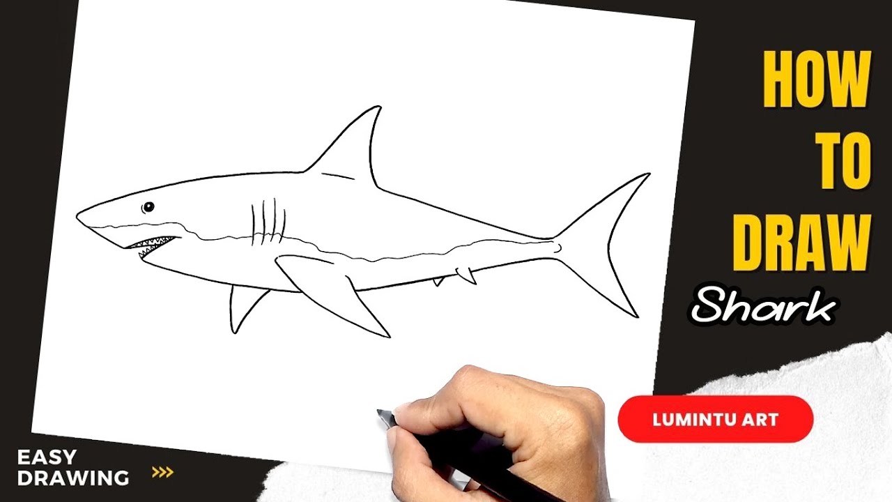 How to draw Shark - Easy Shark Drawing - YouTube