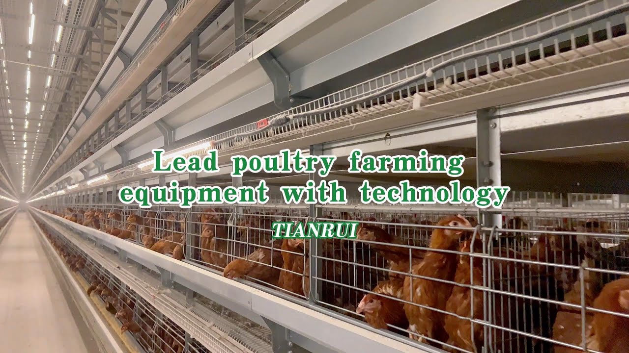 Lead poultry farming equipment with technology. - YouTube