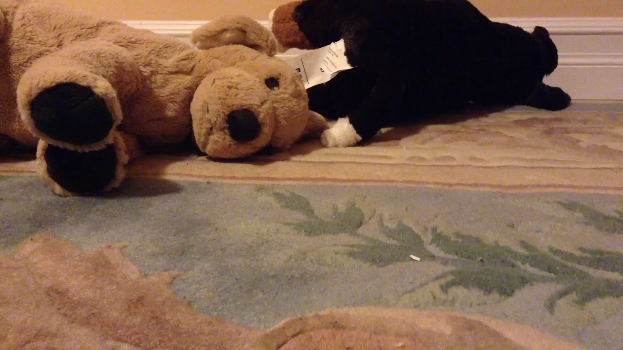 When two dogs dance... - YouTube