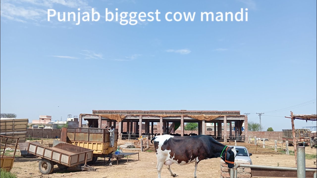 Punjab biggest cow mandi | cow dairy | sheikhopura mandi - YouTube