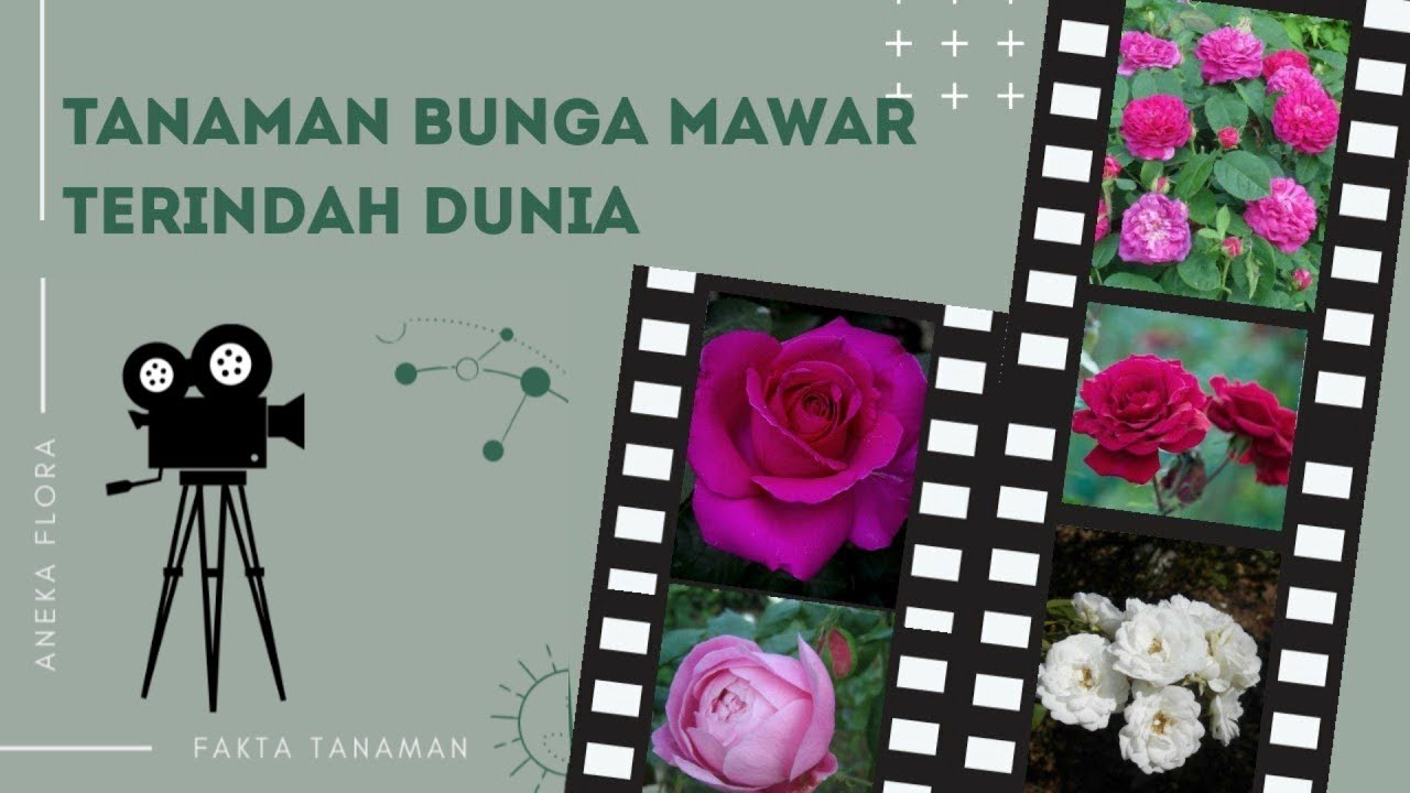 5 JENIS TANAMAN BUNGA MAWAR TERINDAH DUNIA || Aneka Flora - YouTube