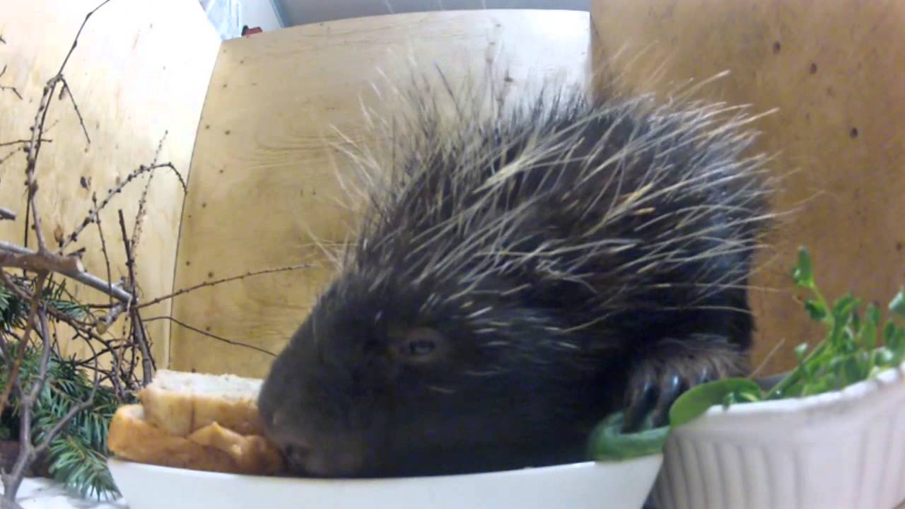 The Story of Porcules the Porcupine - YouTube