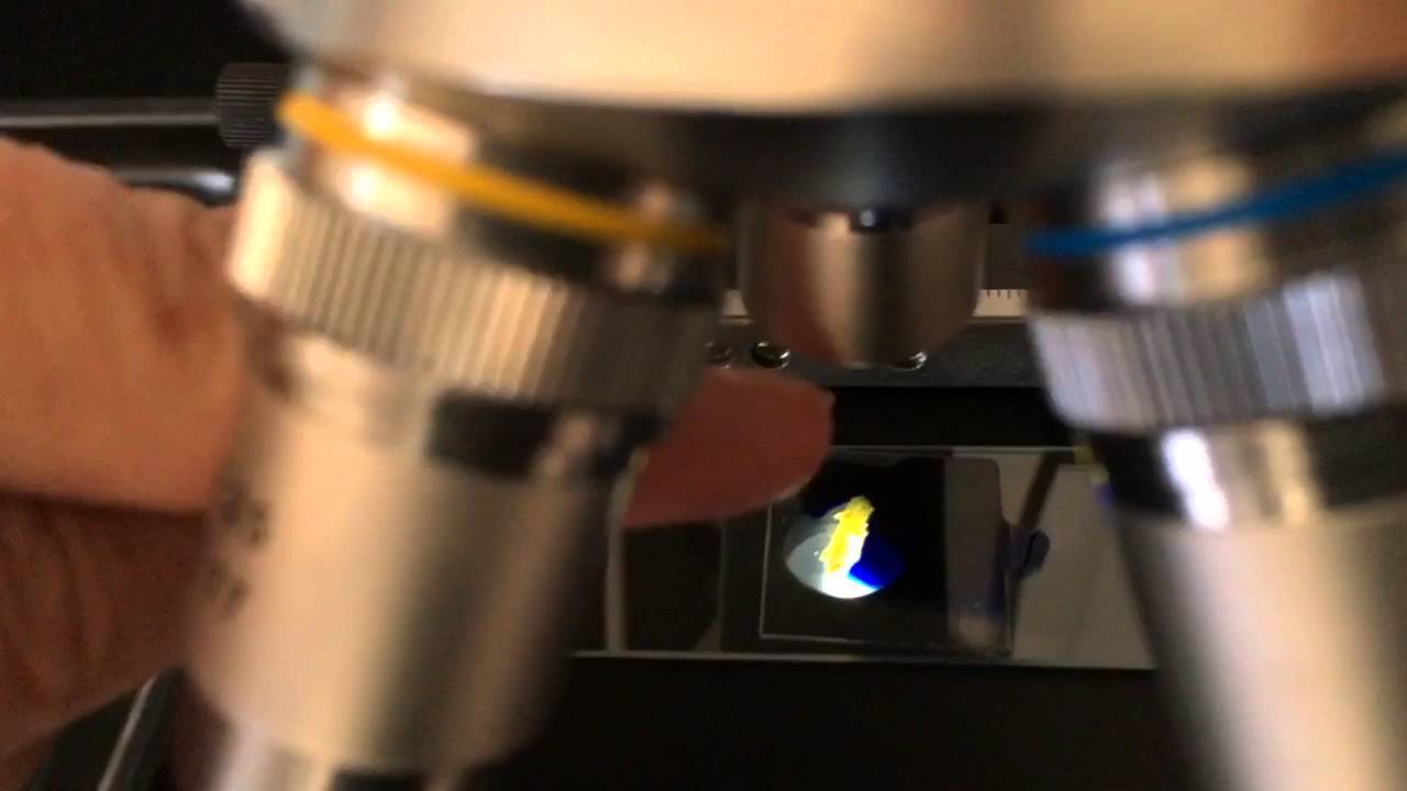 Staining a slide - YouTube