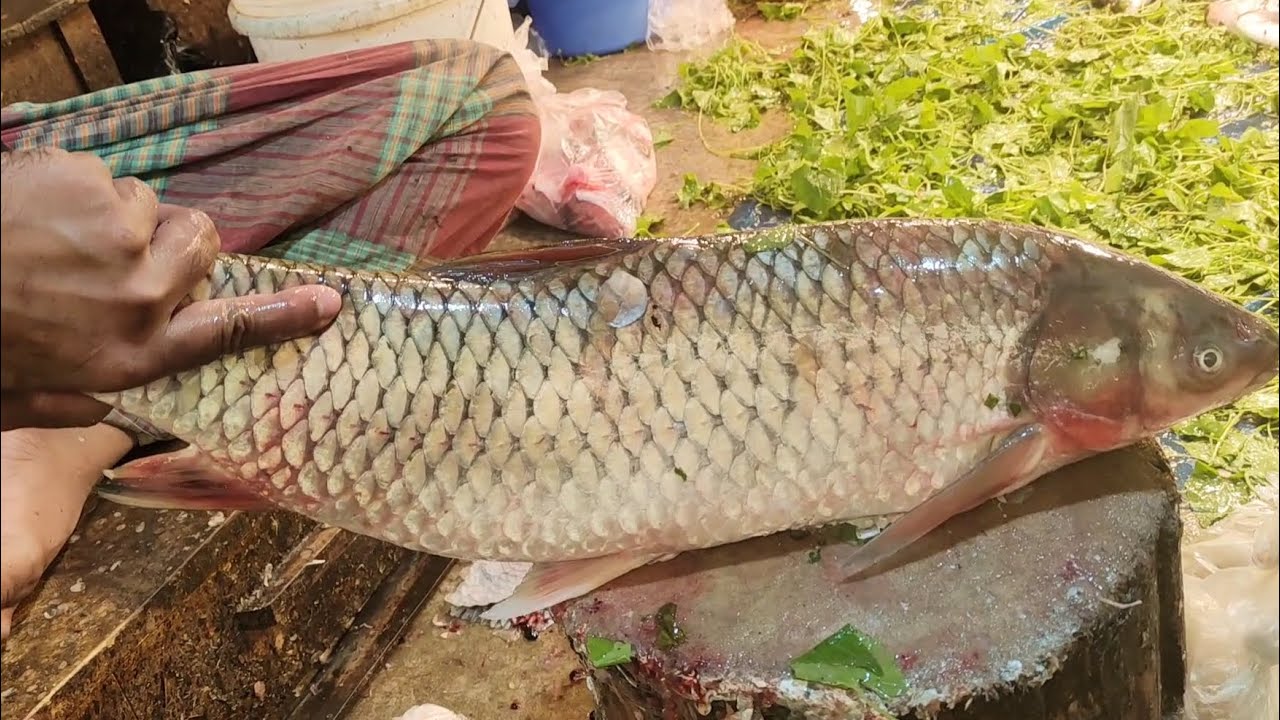 Incredible Huge Grass Carp Fish Cutting Live In Bangladesh - YouTube