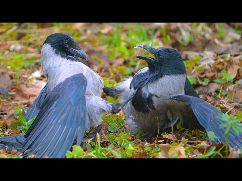 Hooded Crows Tied Together in a Fight Over Territory During Nesting Season [4K] ...Read Description