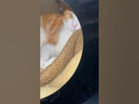#коты #cat #cats #kate #katze #котята #katzen #кот #котики #gatti # ...