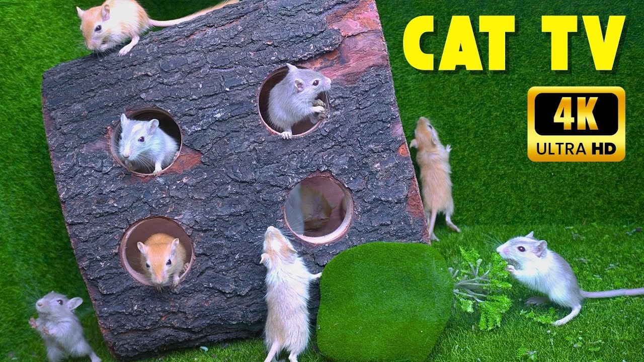 8 Hour: Little Mouse Plays Fun Hide and Seek Through Hole in Tree Trunk ...