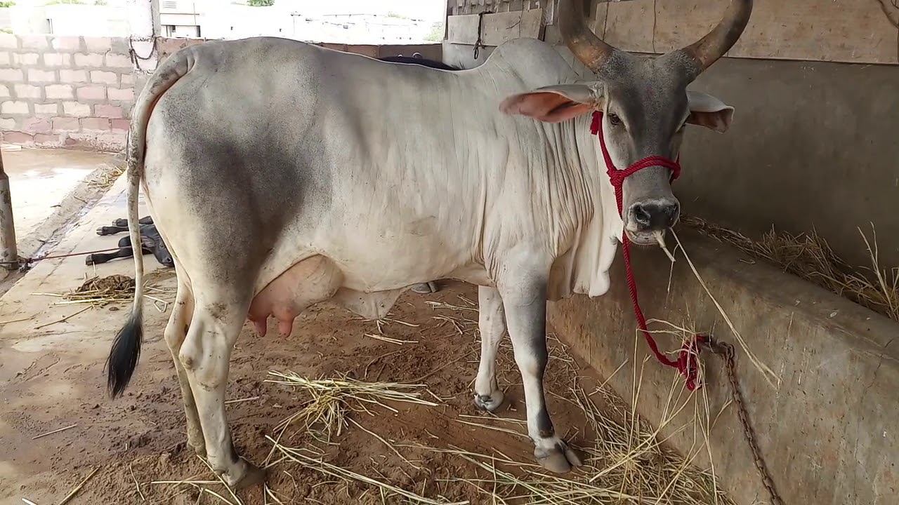 Beutiful kankrej cow AT bhuj .kutchh .gujrat mo.(9726792461) - YouTube