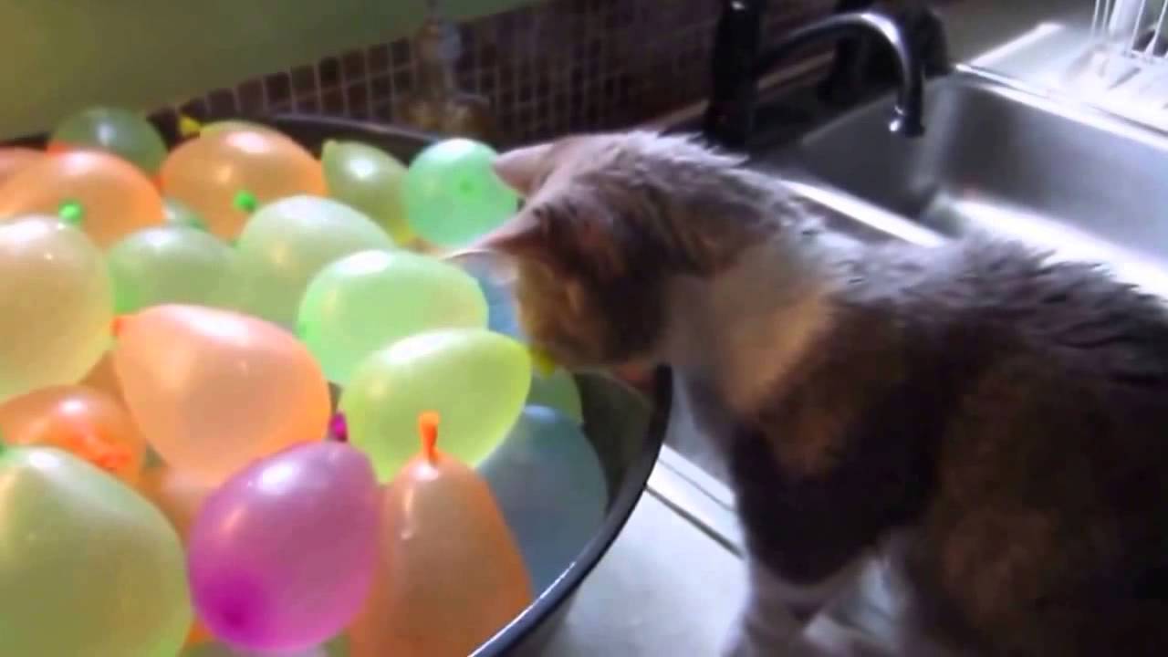 funny cat video popping water balloons - YouTube