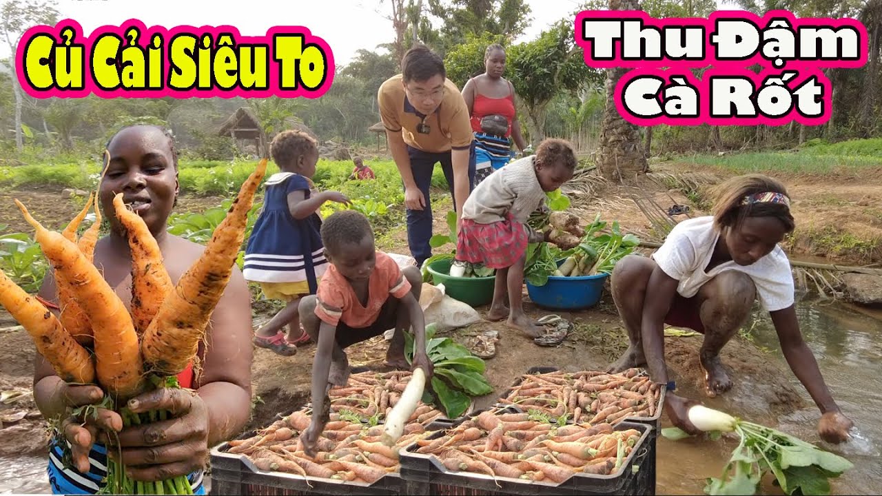 Bán củ cải khổng lồ Maria thu hoạch lượng lớn Cà Rốt|| 2Q VLogs Cuộc ...