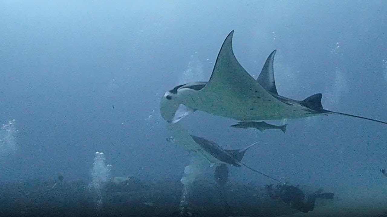 Manta Ray Encounter: Scuba Divers' Unforgettable Moment || WooGlobe ...