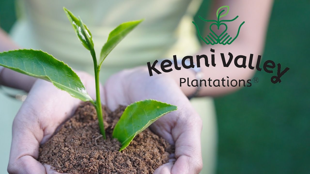 Kelani Valley Plantations (KVPL) - Company Profile 2024 - YouTube