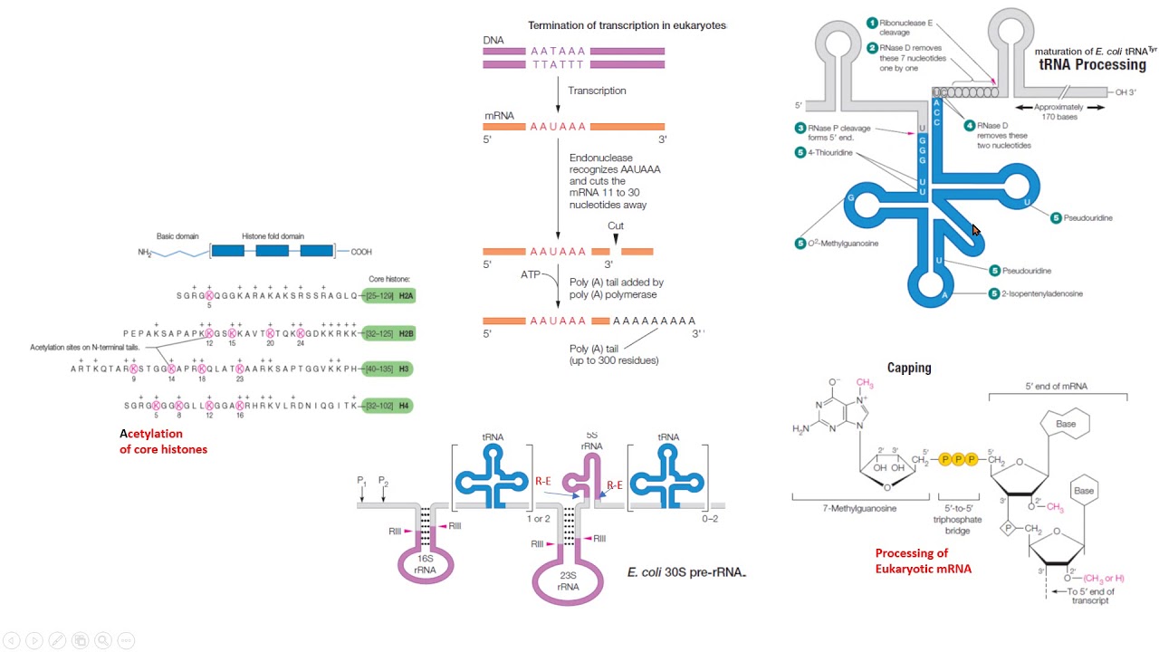 acetilación histonas rRNA tRNA capping biología molecular biology - YouTube