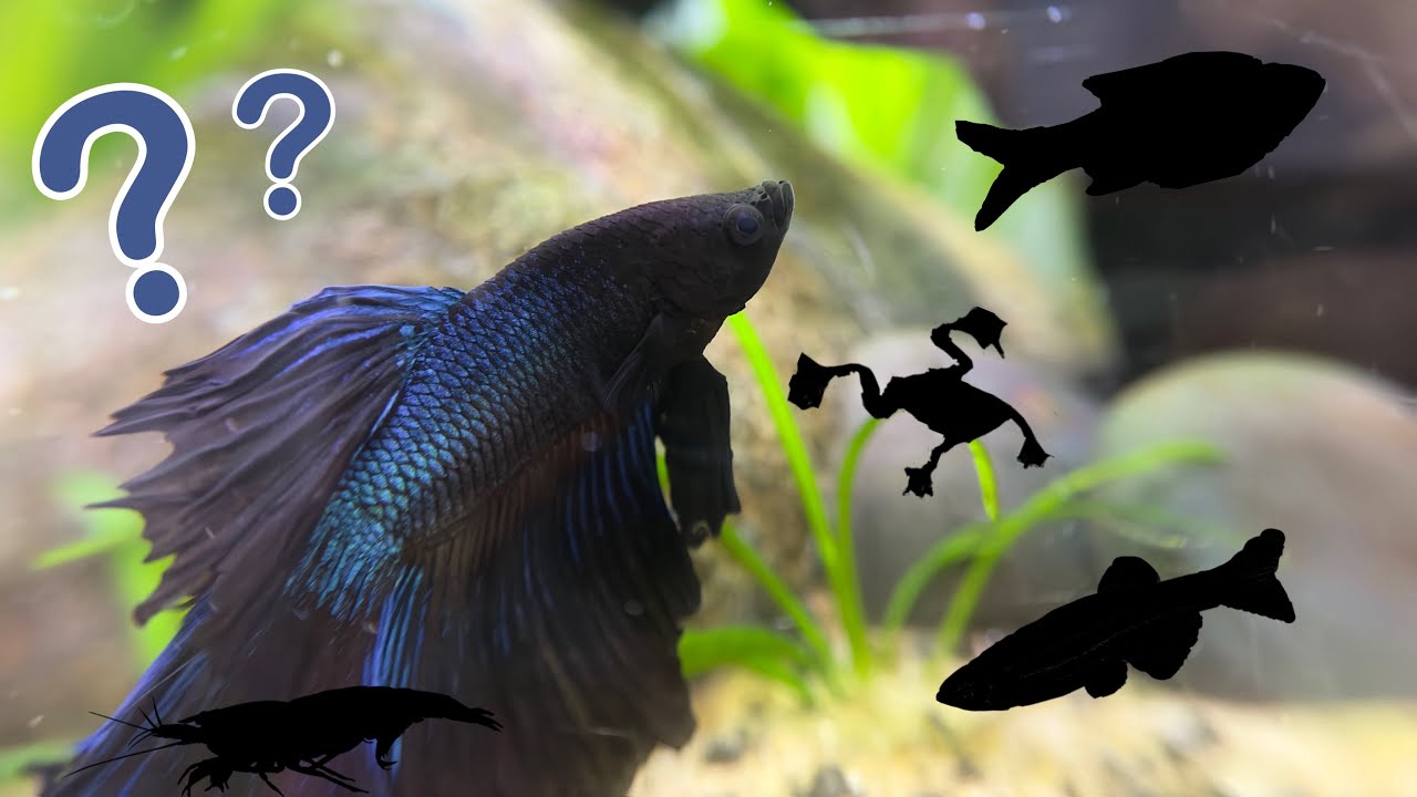 What Can You Keep With Betta Fish?! | The BEST Betta Fish Tank Mates ...