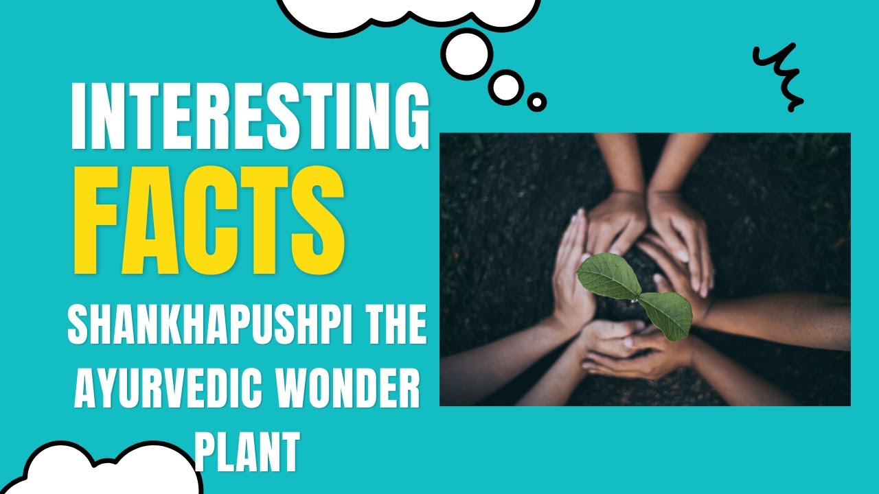 "Unveiling the Healing Secrets of Shankhapushpi: The Ayurvedic Wonder ...