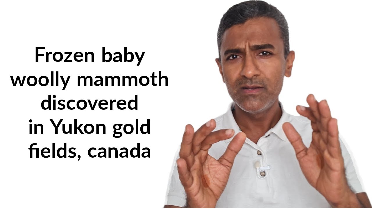 Frozen baby woolly mammoth discovered in Yukon gold fields, Canada ...
