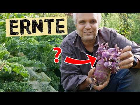 Selbstversorgung, Ernte und wie du länger Tomaten ernten kannst - Ernterundgang im Gemüsegarten.