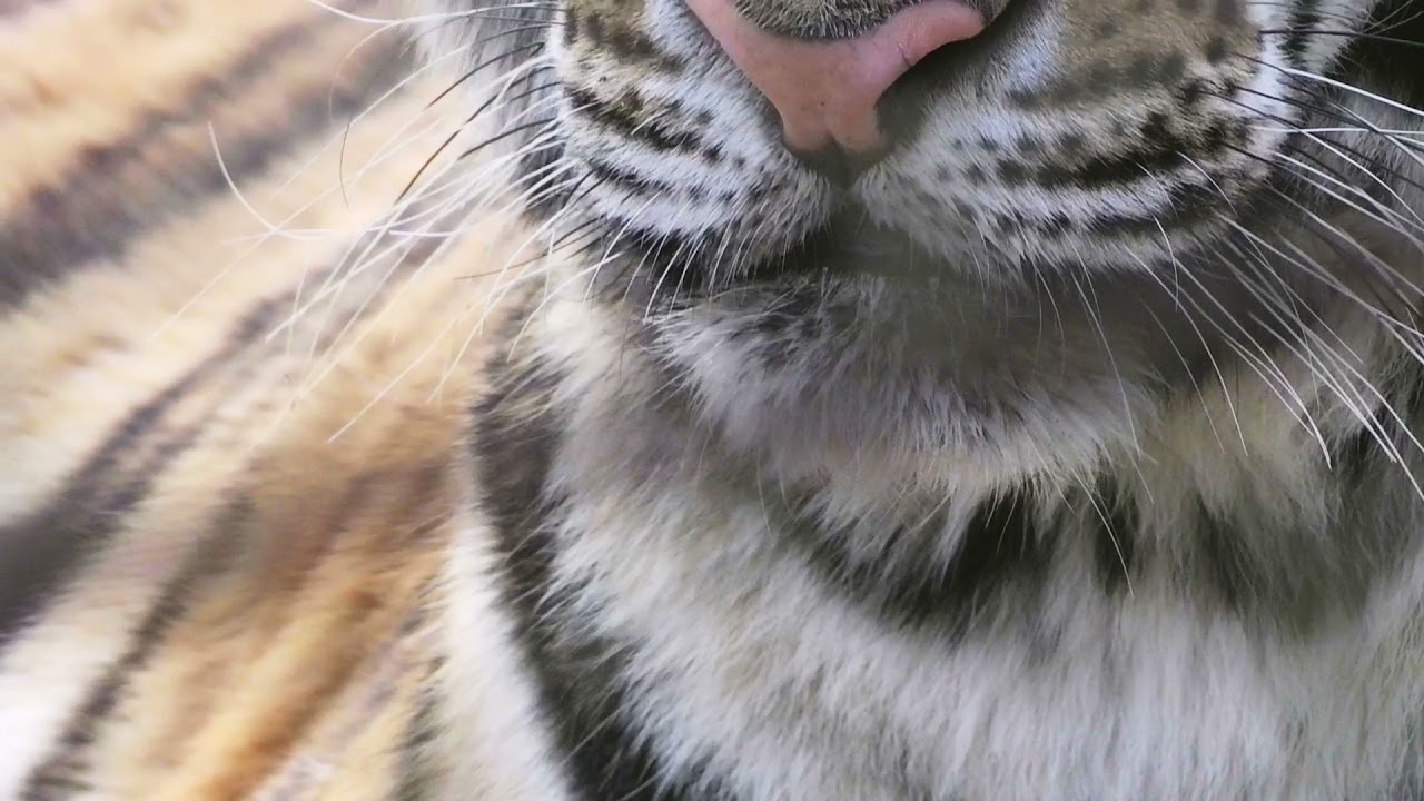 Photograph tigers with DWARF II - YouTube