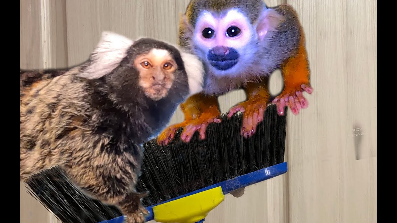 А Ваши дети помогают с уборкой? Monkeys clean the house - YouTube