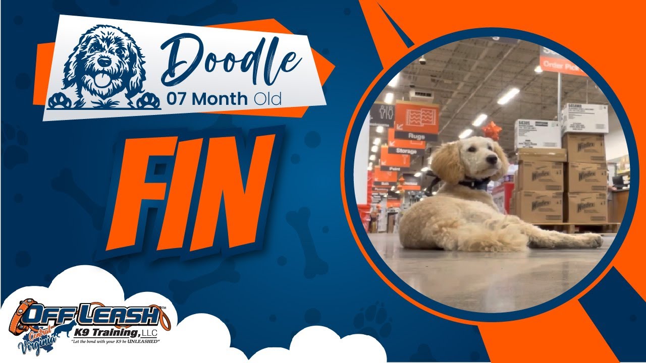 7mo Doodle(Fin)Best Dog Trainers in Va - YouTube