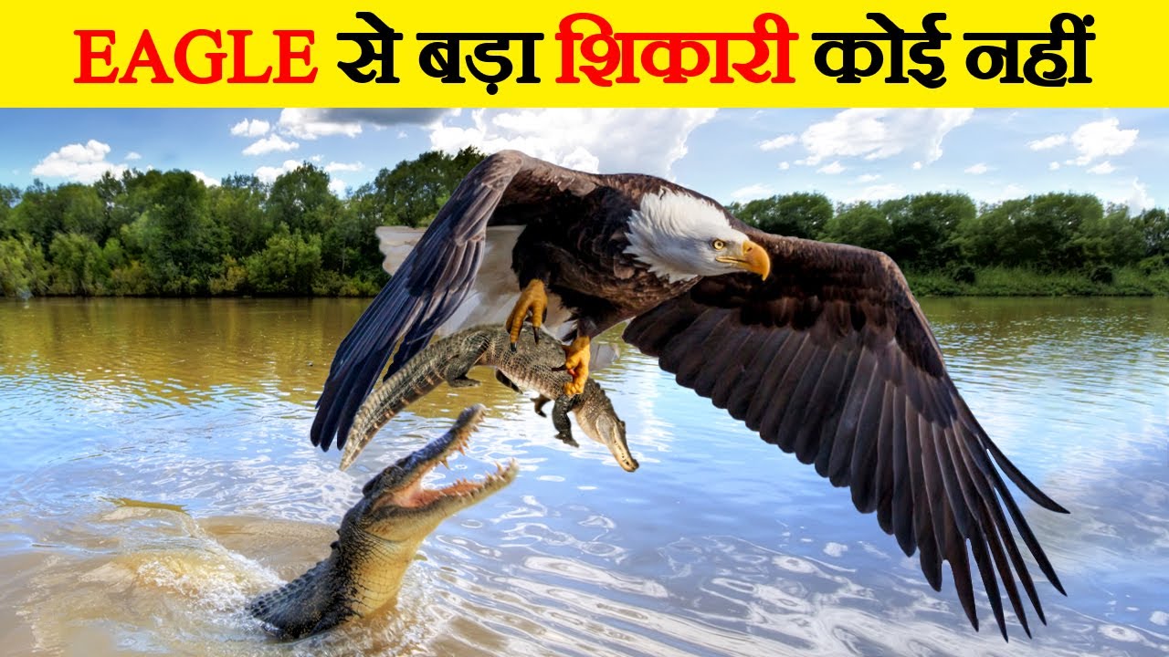 Eagle के सबसे खतरनाक हमले | Eagles Hunting Various Animals | The best ...