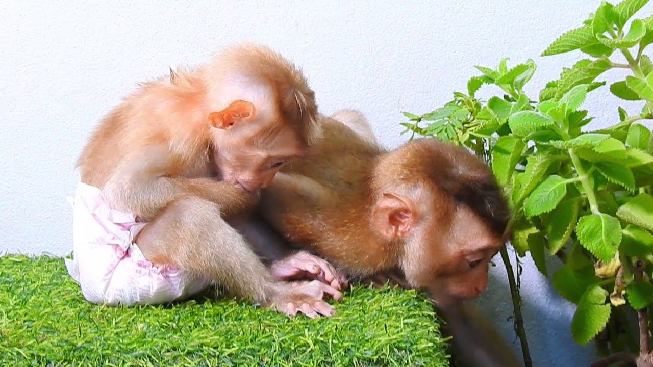 Now the two monkeys are looking for something in that corner - YouTube