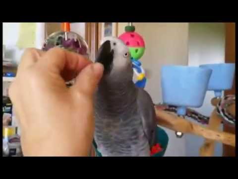 How to Train Your African Grey Parrot - YouTube